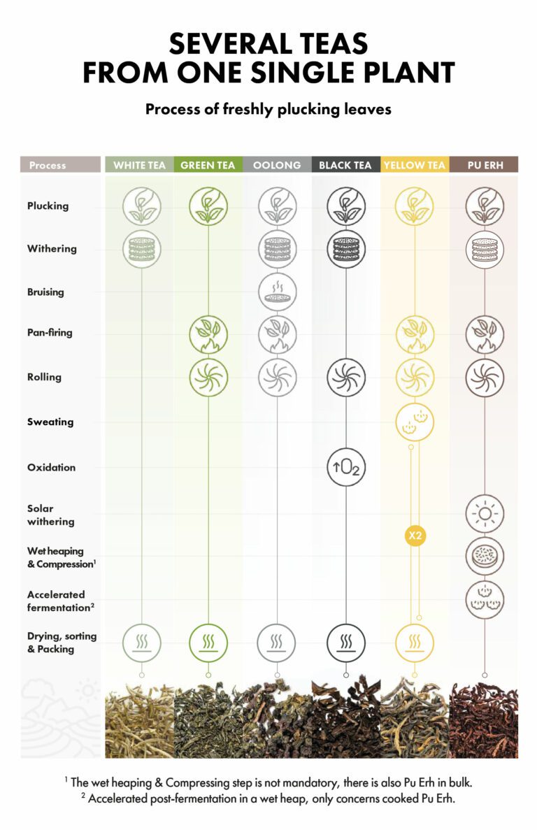 Camellia Sinensis: Tea plant varieties | Alveus