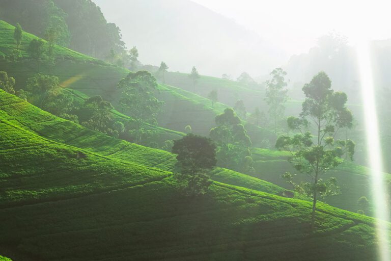 Types of Tea: Organic, Conventional, and Natural | Alveus