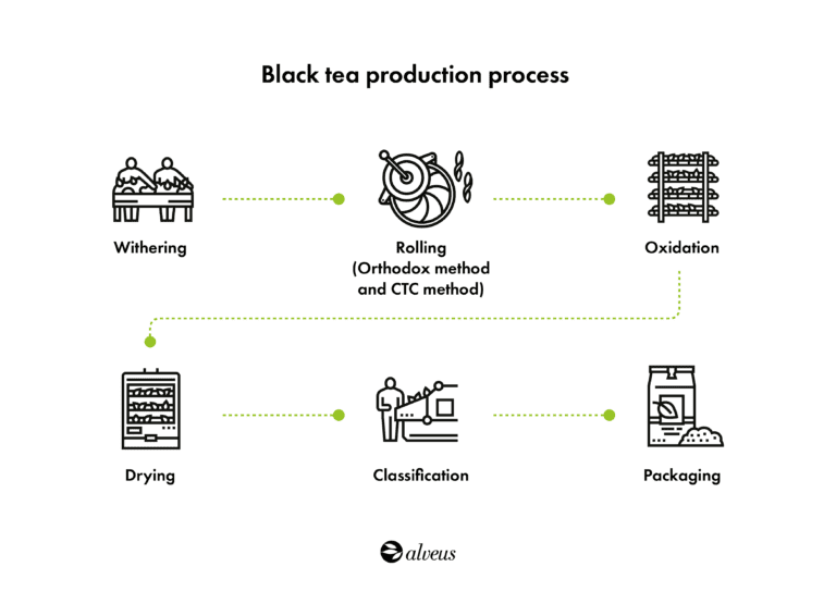 Black tea production process | Alveus
