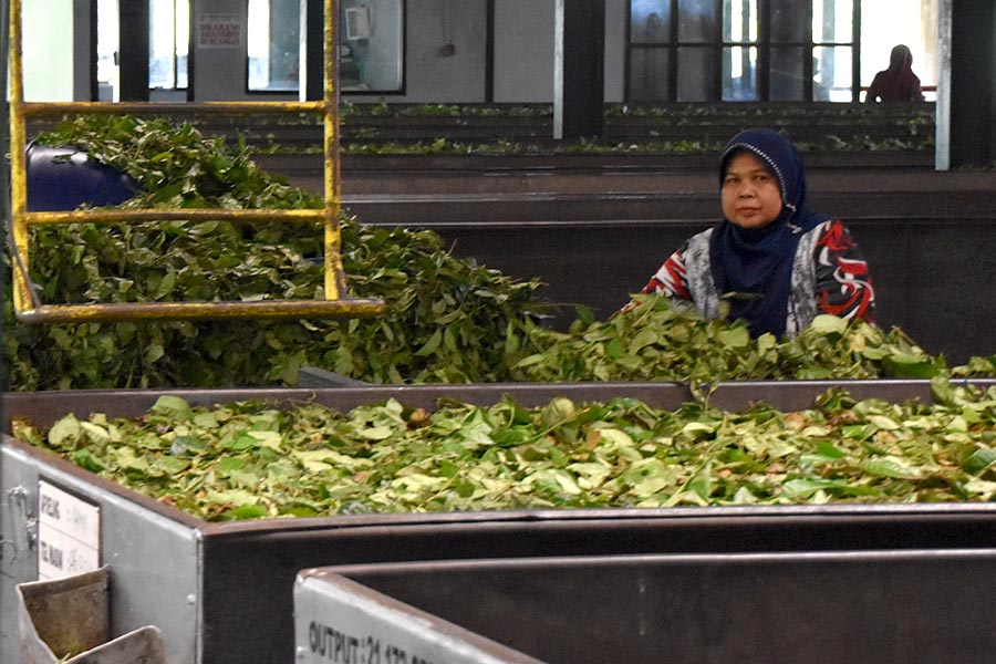 Black tea production process | Alveus