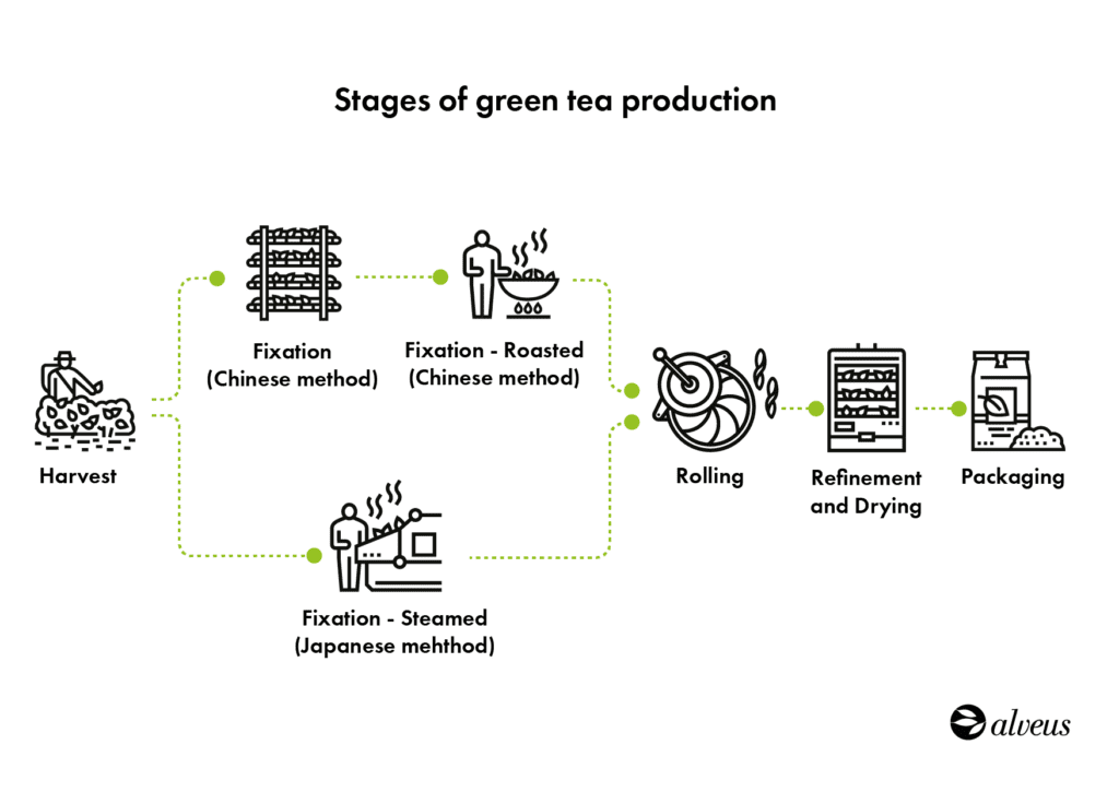How is Green Tea Made? Stages and Process | Alveus