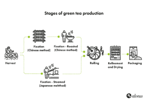 How is Green Tea Made? Stages and Process | Alveus