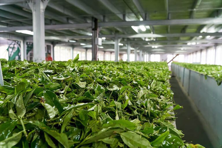 How is Green Tea Made? Stages and Process | Alveus