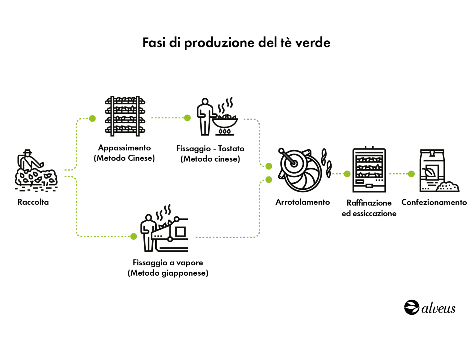 Come si produce il tè verde? Fasi e processo | Alveus