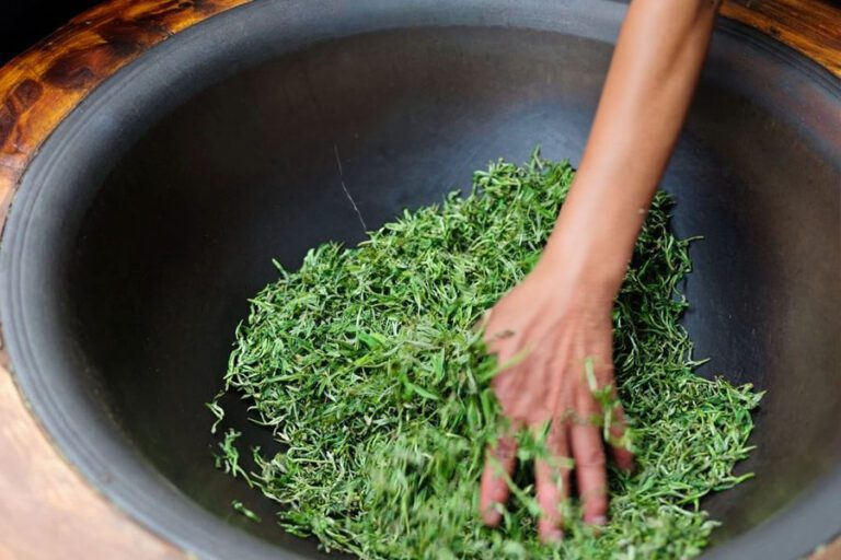 How is Green Tea Made? Stages and Process | Alveus