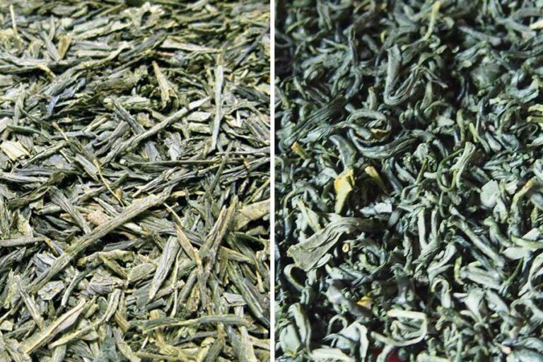 How is Green Tea Made? Stages and Process | Alveus