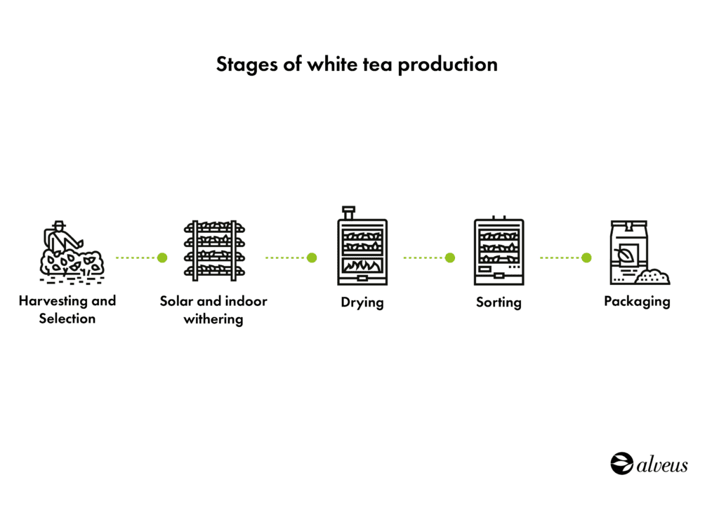 How is white tea produced? | Alveus