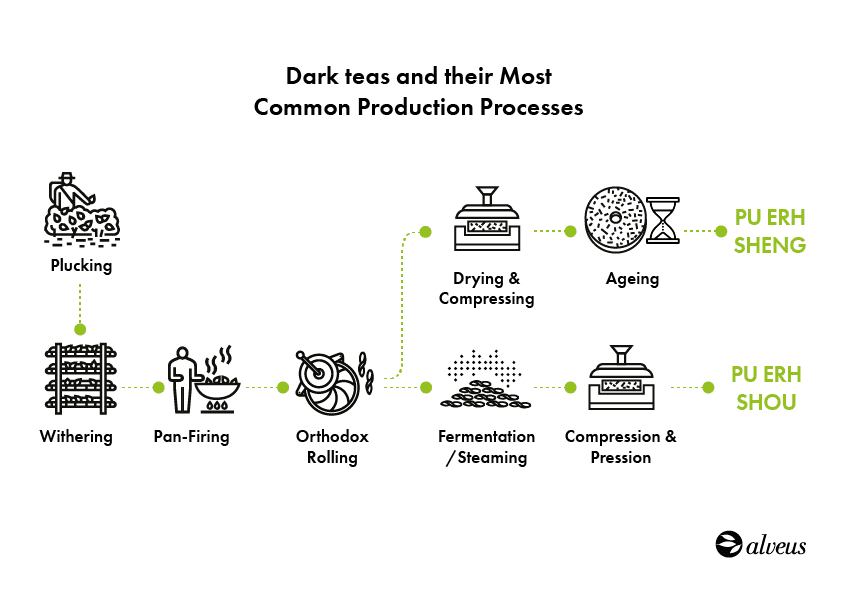 Diversity of dark tea Brewing Processes. | Alveus