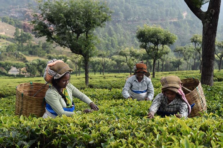 Indian Teas and Their Legacy in Tea Culture | Alveus