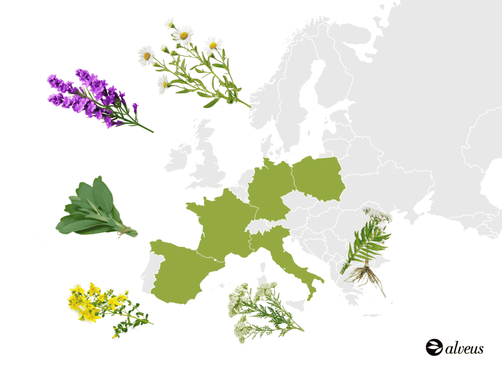 European herbs and medicinal plants | Alveus